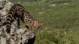 A História Duma Gineta - Documentários - Natureza e Vida Selvagem - RTP