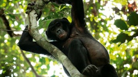 O Mundo dos Primatas - Documentários - Natureza e Vida Selvagem - RTP