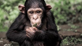 Um Mundo Sem Os Grandes Símios - Documentários - RTP