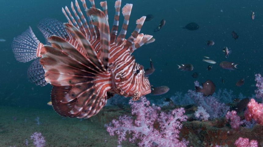 Um Mundo Colorido de 05 Fev 2023 - RTP Play - RTP