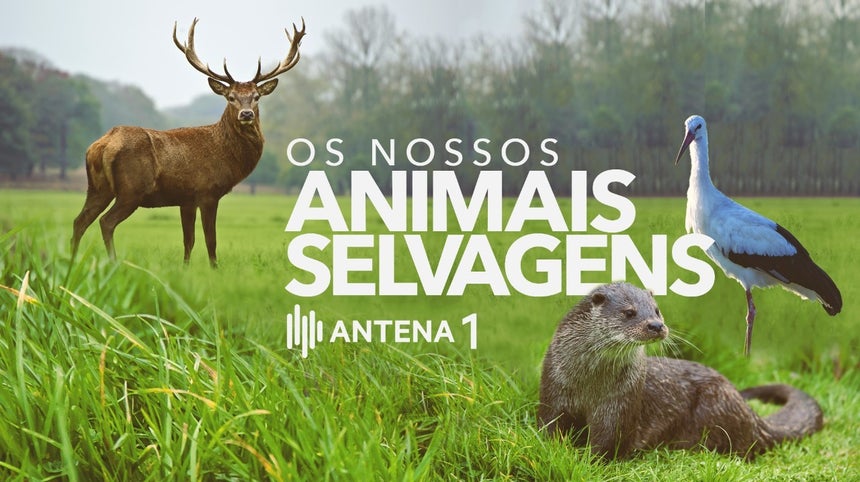 Os Nossos Animais Selvagens de 08 jun 2026 - RTP Play