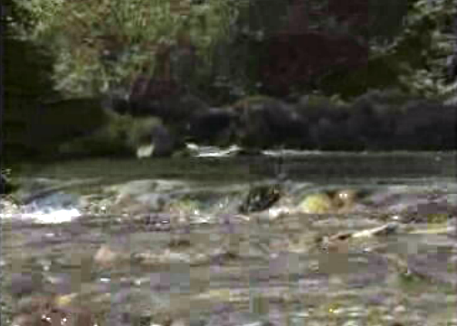 Qualidade da água do Rio Neiva – RTP Arquivos