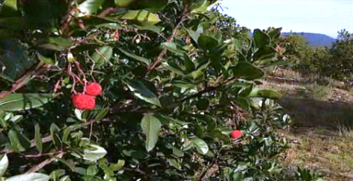 Plantação de medronheiros – RTP Arquivos