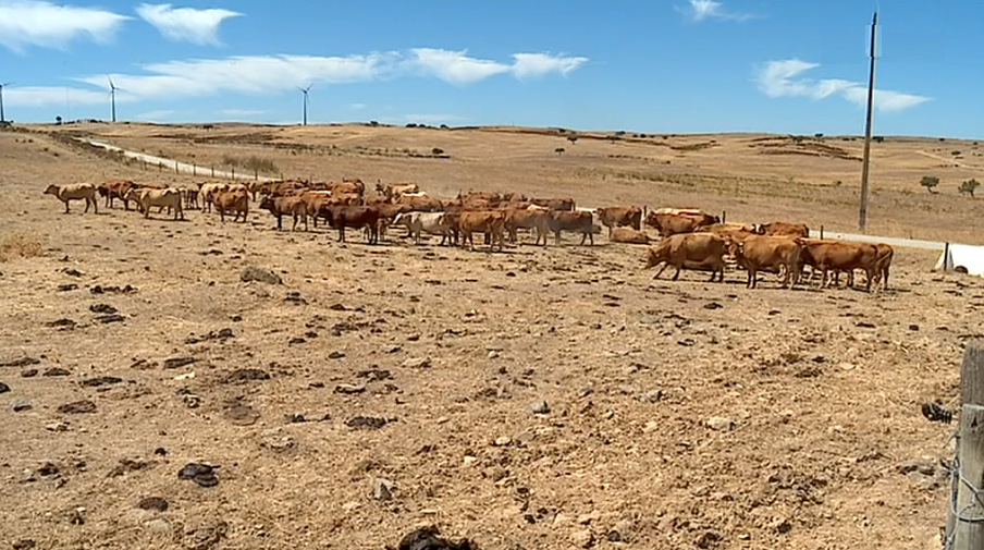 Relatório IPMA sobre a seca em Portugal – RTP Arquivos