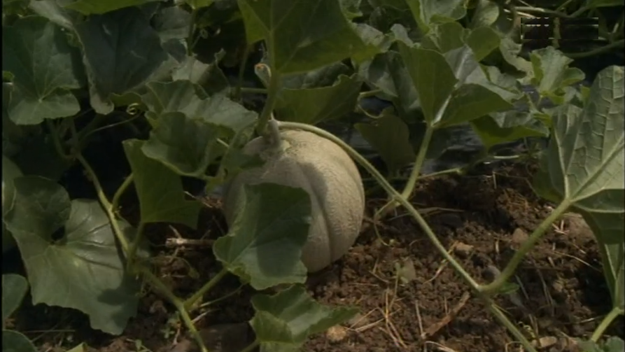 Produção de Meloa de Santa Maria – RTP Arquivos