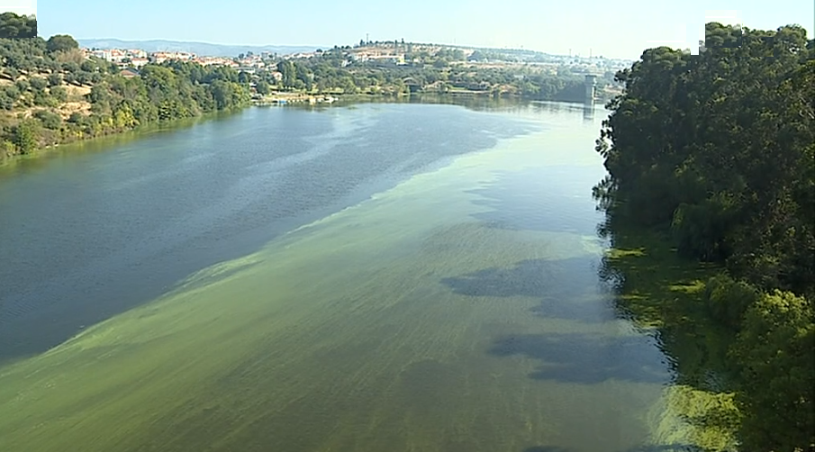 Eutrofização do rio Tejo – RTP Arquivos