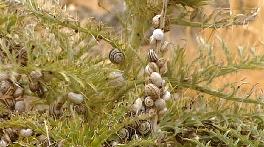 Espécies de caracóis no arquipélago da Madeira – RTP Arquivos