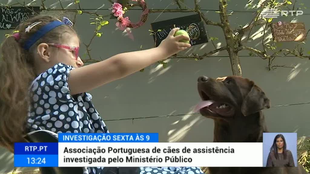 Ministério Público abre inquérito a alegada burla com cães de assistência Ministério Público abre inquérito a alegada burla com cães de assistência
