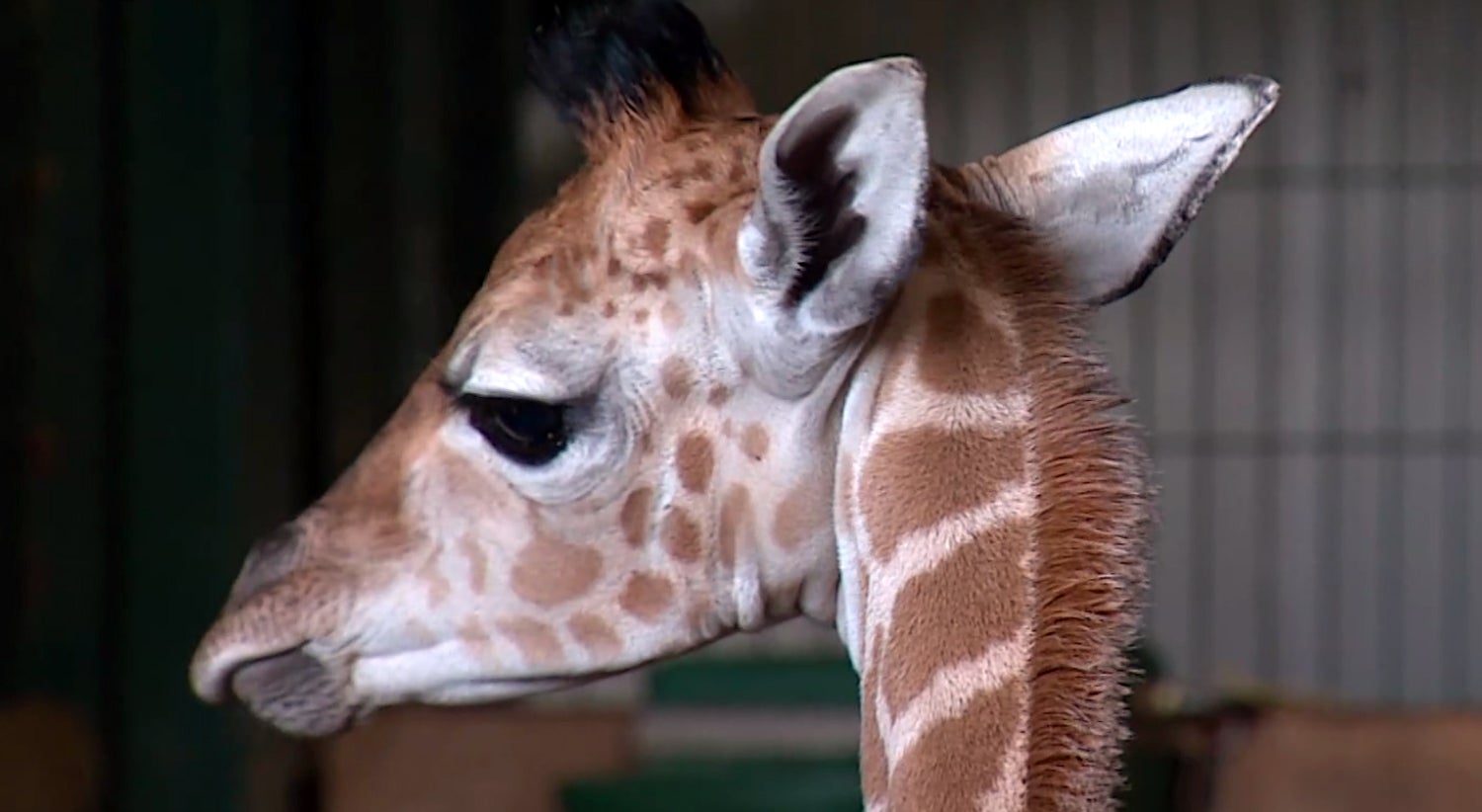 Nasceu uma nova cria de girafa no Badoca Safari Park