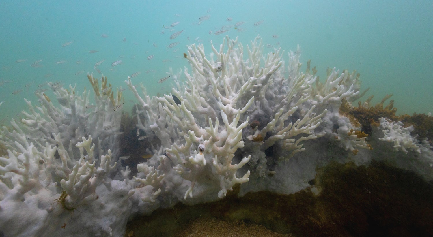 Coral sem cor. Pior episódio no Brasil