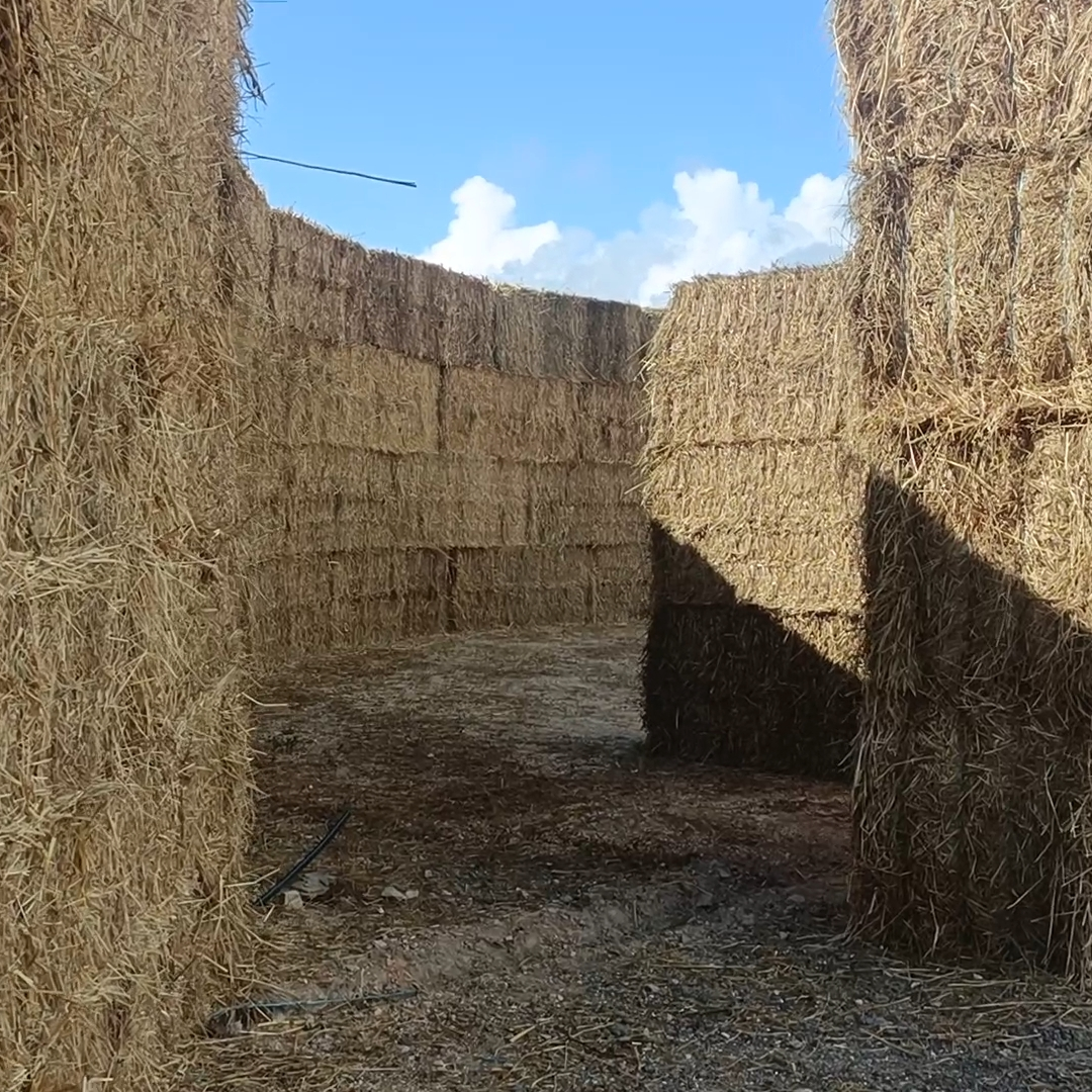 500 fardos de palha dão forma ao Teatro de Palha