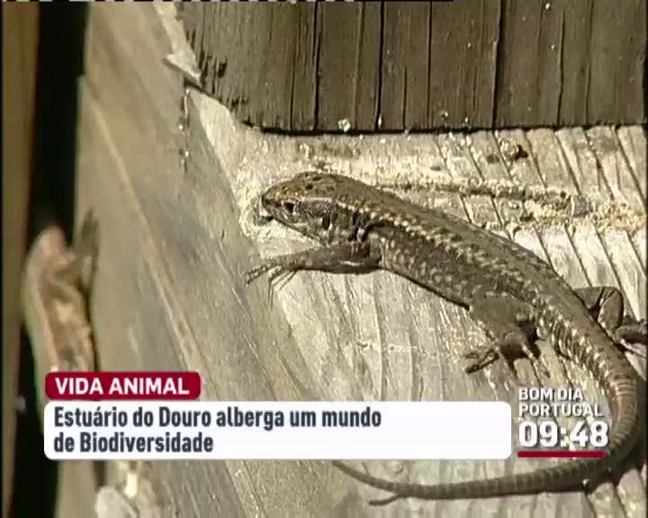 A riqueza da biodiversidade no Estuário do Douro
