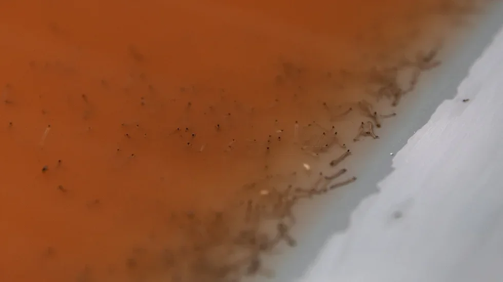 Timor-Leste confirma vírus chikungunya no país