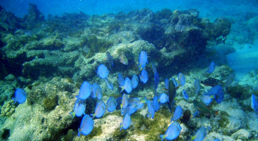 Investigadores descobrem dezenas de novas espécies no fundo do mar da ... Investigadores descobrem dezenas de novas espécies no fundo do mar da ...