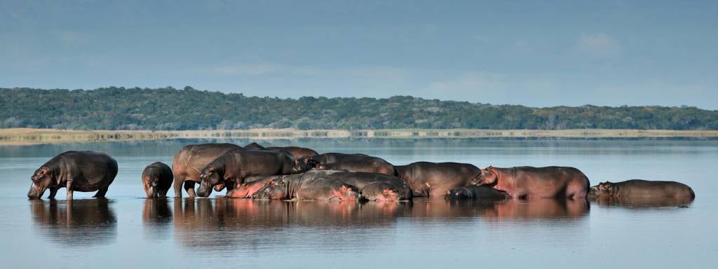 Parque Nacional de Maputo elevado a Património Mundial pela UNESCO ...