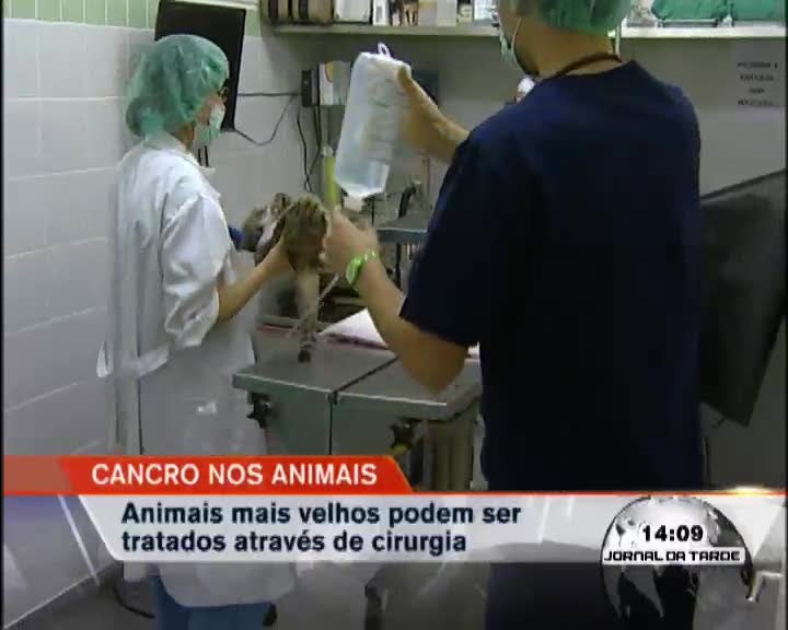 Cancro é doença comum nos animais domésticos