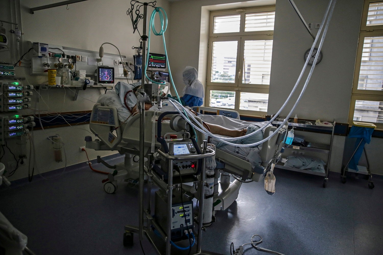 Tapsigargina apontada como altamente eficaz contra o novo coronavírus