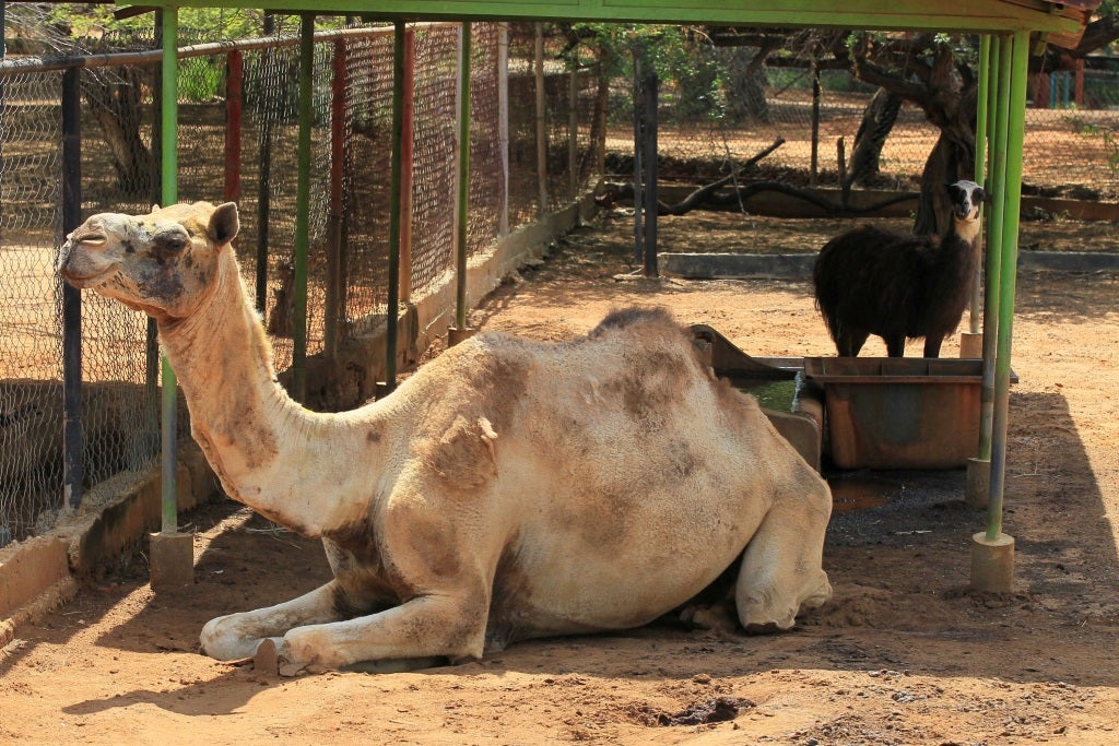 Fome na Venezuela pode explicar desaparecimento de animais de Zoo