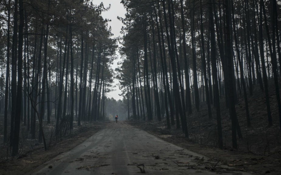 Pinhal de Leiria, um ano e meio depois do fogo