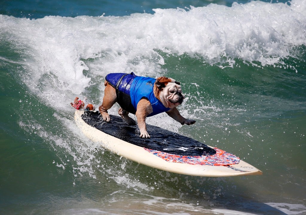 Morreu o famoso bulldog radical Tillman